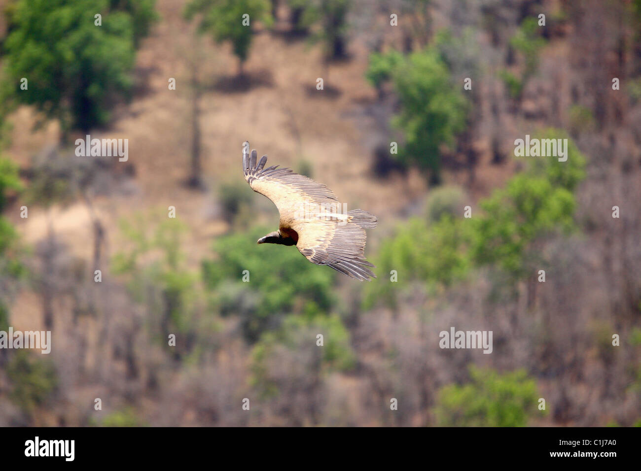 Indian vulture hi-res stock photography and images - Alamy