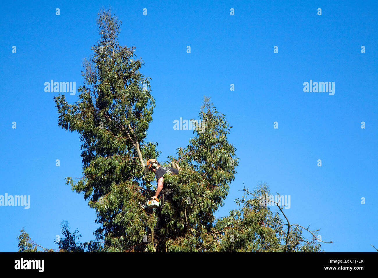 Trees surgeon hi-res stock photography and images - Alamy