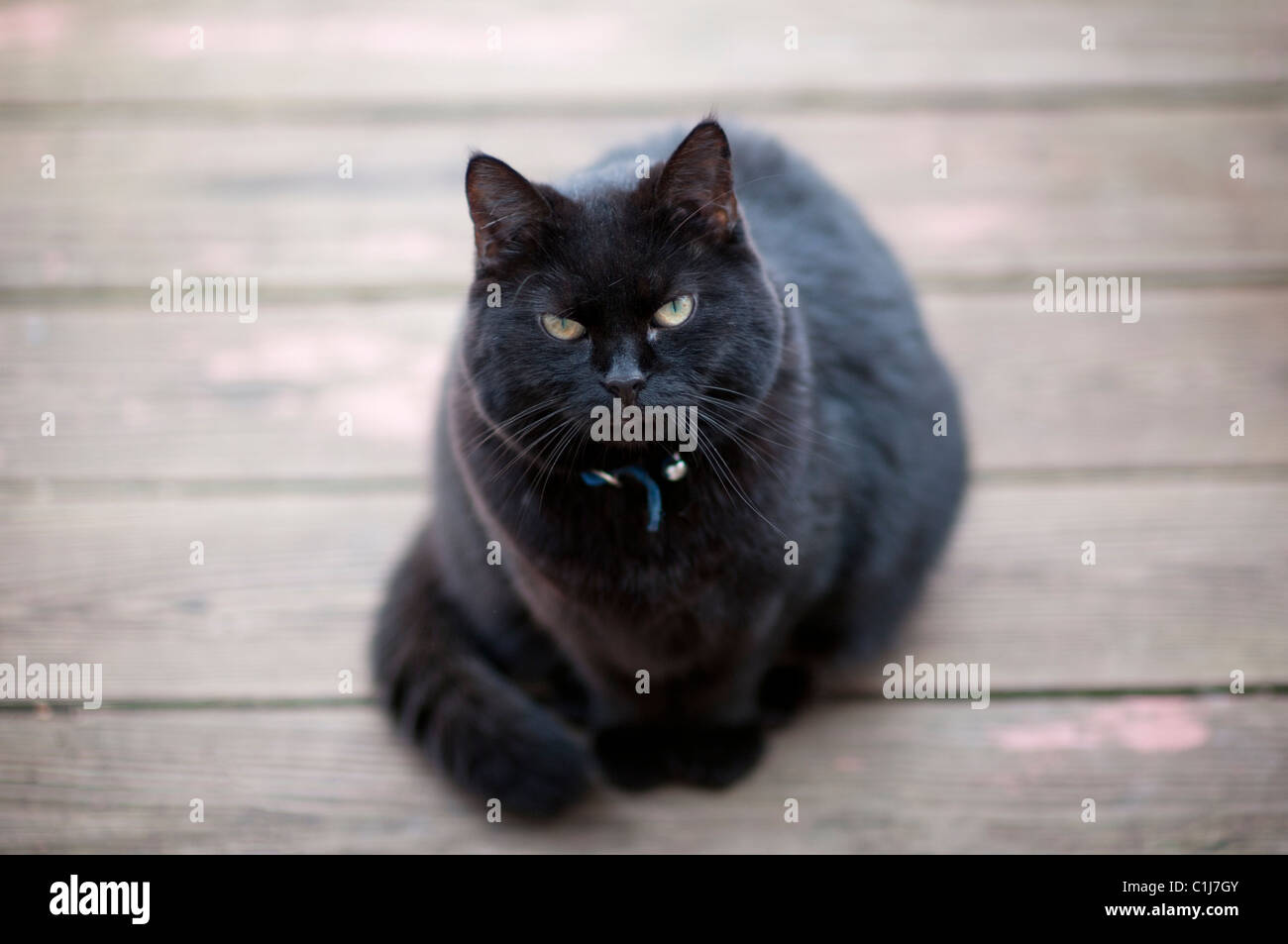 Cat deck hi-res stock photography and images - Alamy