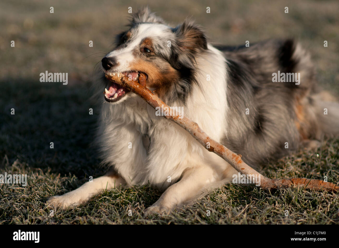 Sheltie chewing on stick Stock Photo - Alamy