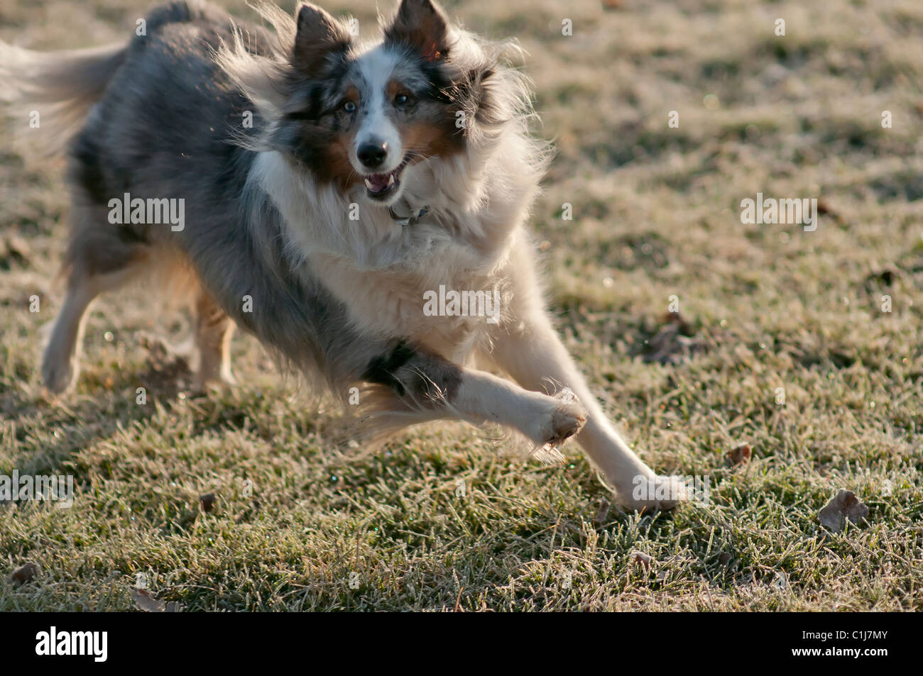 Chase the stick hi-res stock photography and images - Alamy