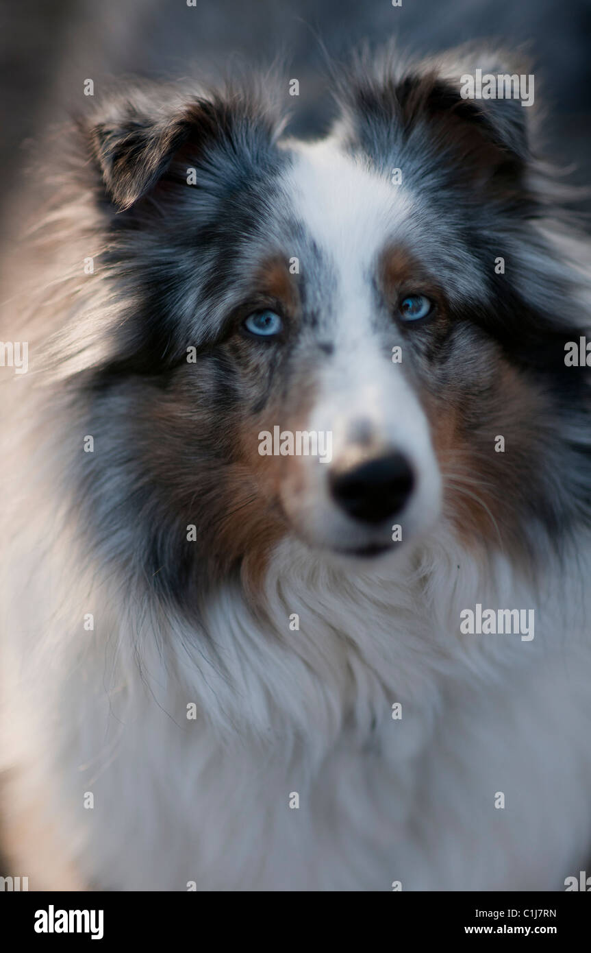 Sheltie eyes hi-res stock photography and images - Alamy