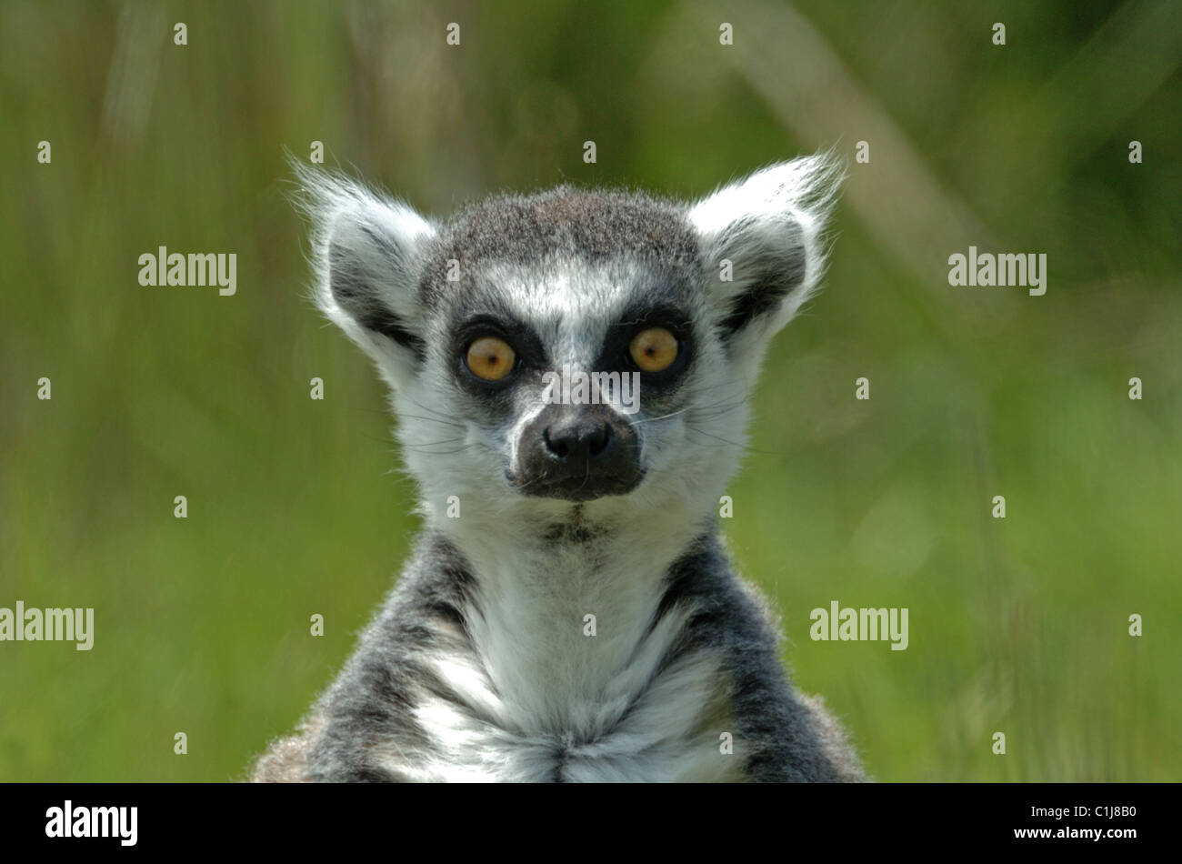 Ring-tailed Lemur (Lemur tardigradus) head and shoulders Stock Photo ...