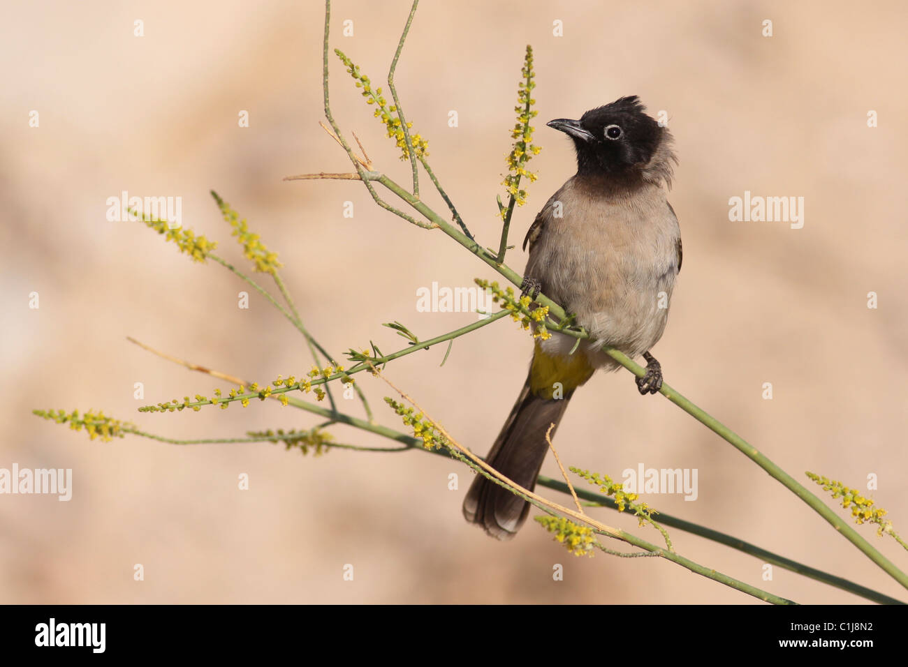 Pycnonotus xanthopygos, Yellow-vented Bulbul AKA White-Spectacled ...