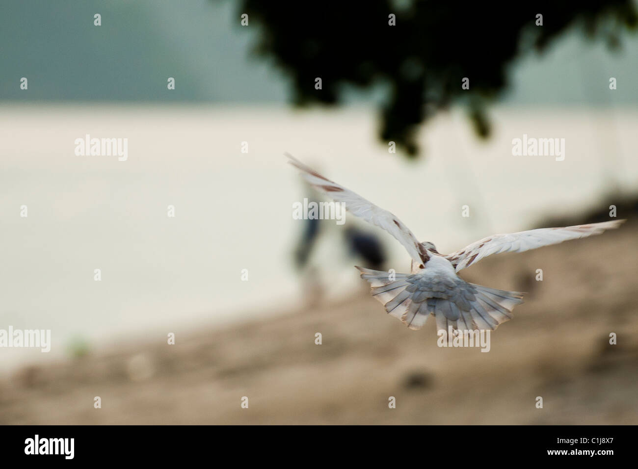A bird taking off in flight into the distance Stock Photo - Alamy
