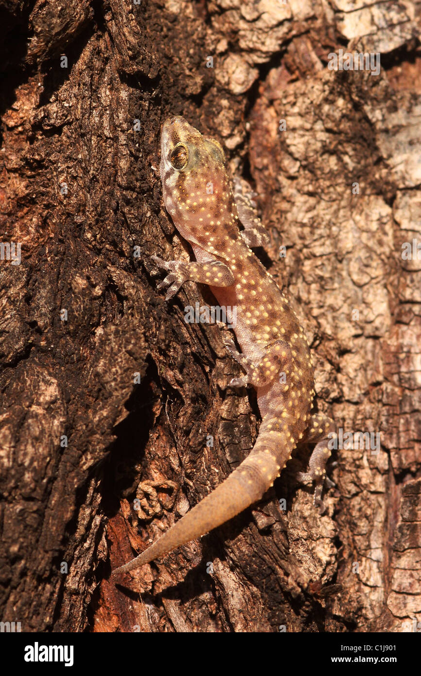 Gecko on a tree photographed in Israel Stock Photo - Alamy
