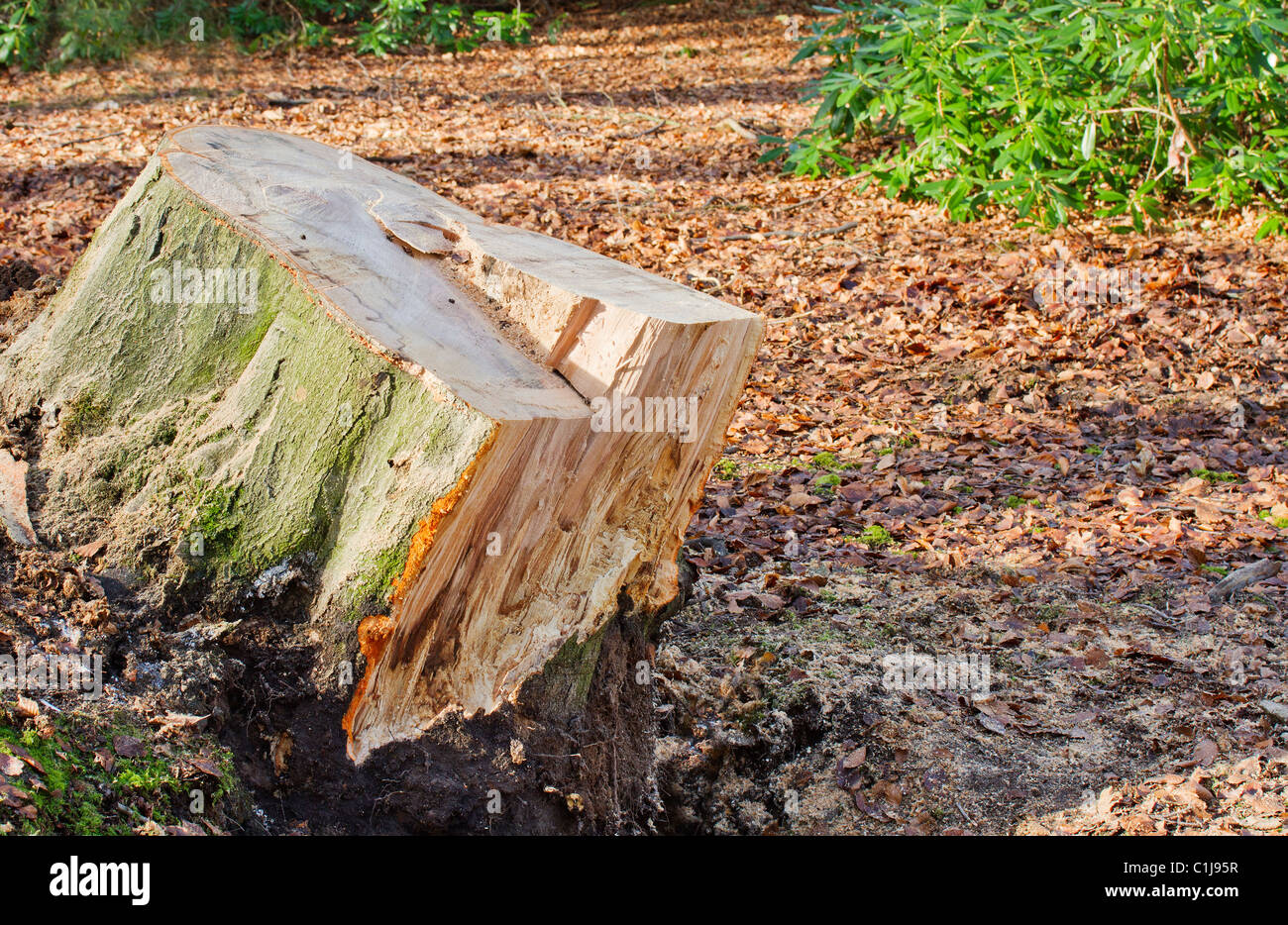 Tree stump hi-res stock photography and images - Alamy