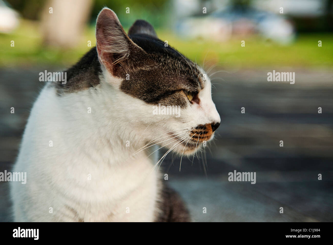 Staring intensively hi-res stock photography and images - Alamy