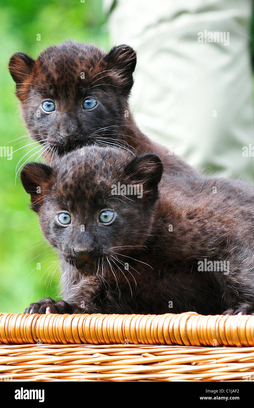 Panther cubs Larisa and Sipura are shown to the press for the first ...