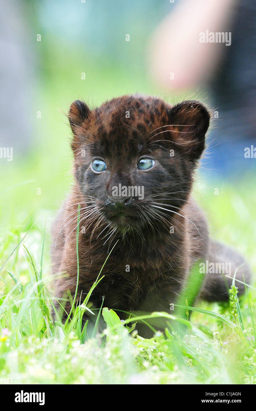 Panther cubs Larisa and Sipura are shown to the press for the first ...
