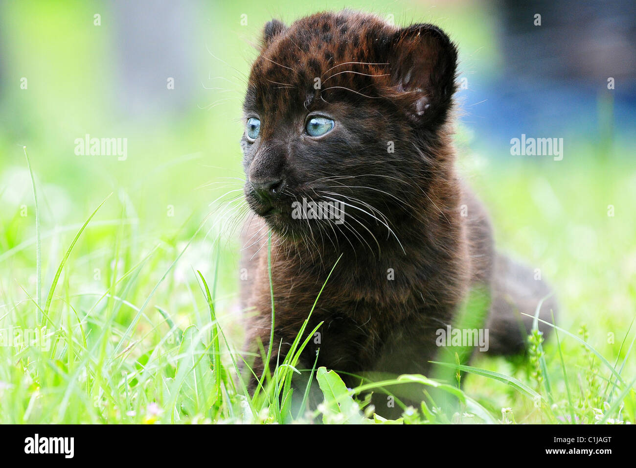 Panther cubs Larisa and Sipura are shown to the press for the first ...