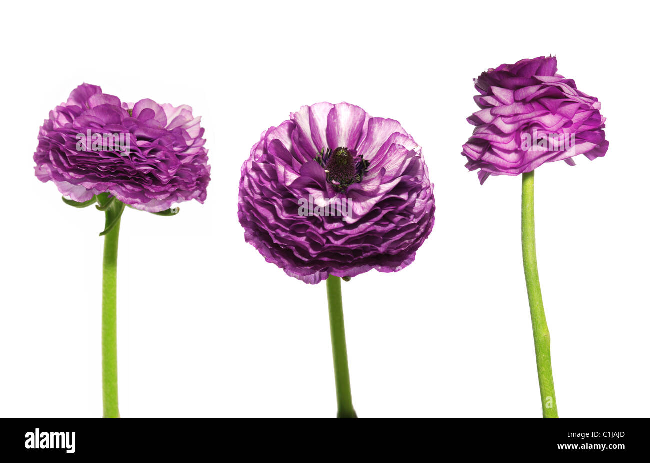 Three full resolution images of purple Ranunculus on a pure white ...