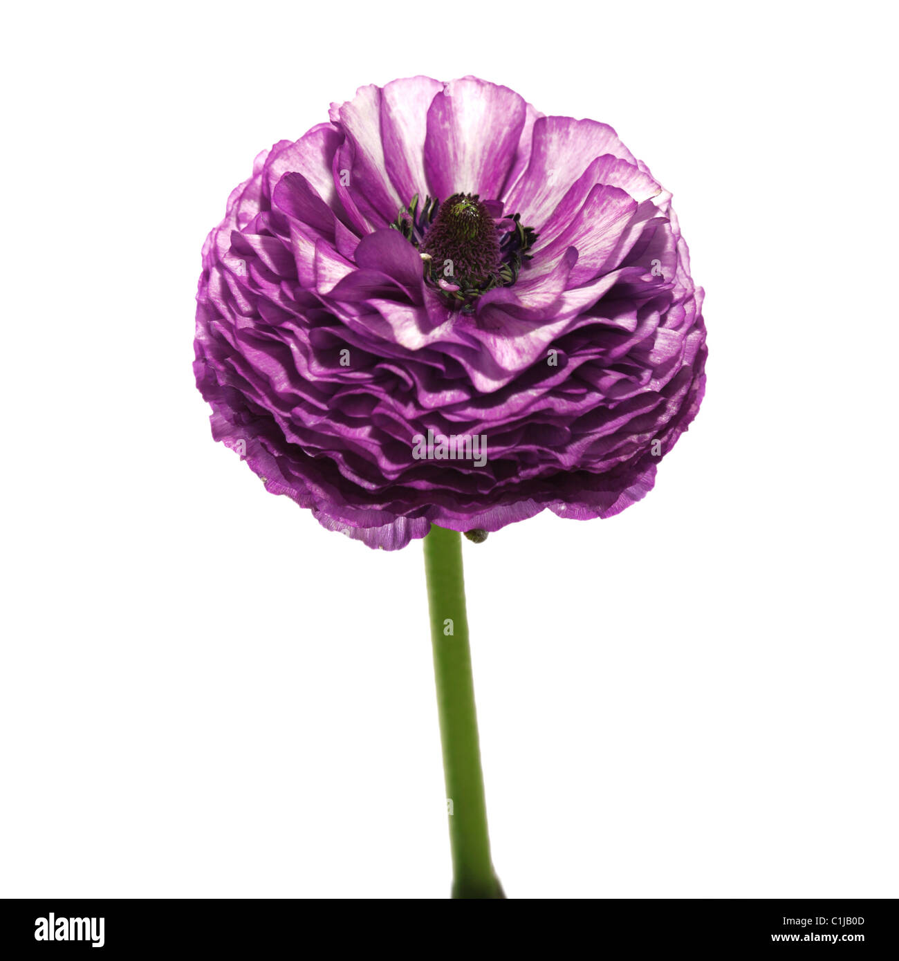 A single Ranunculus isolated on a white background Stock Photo - Alamy