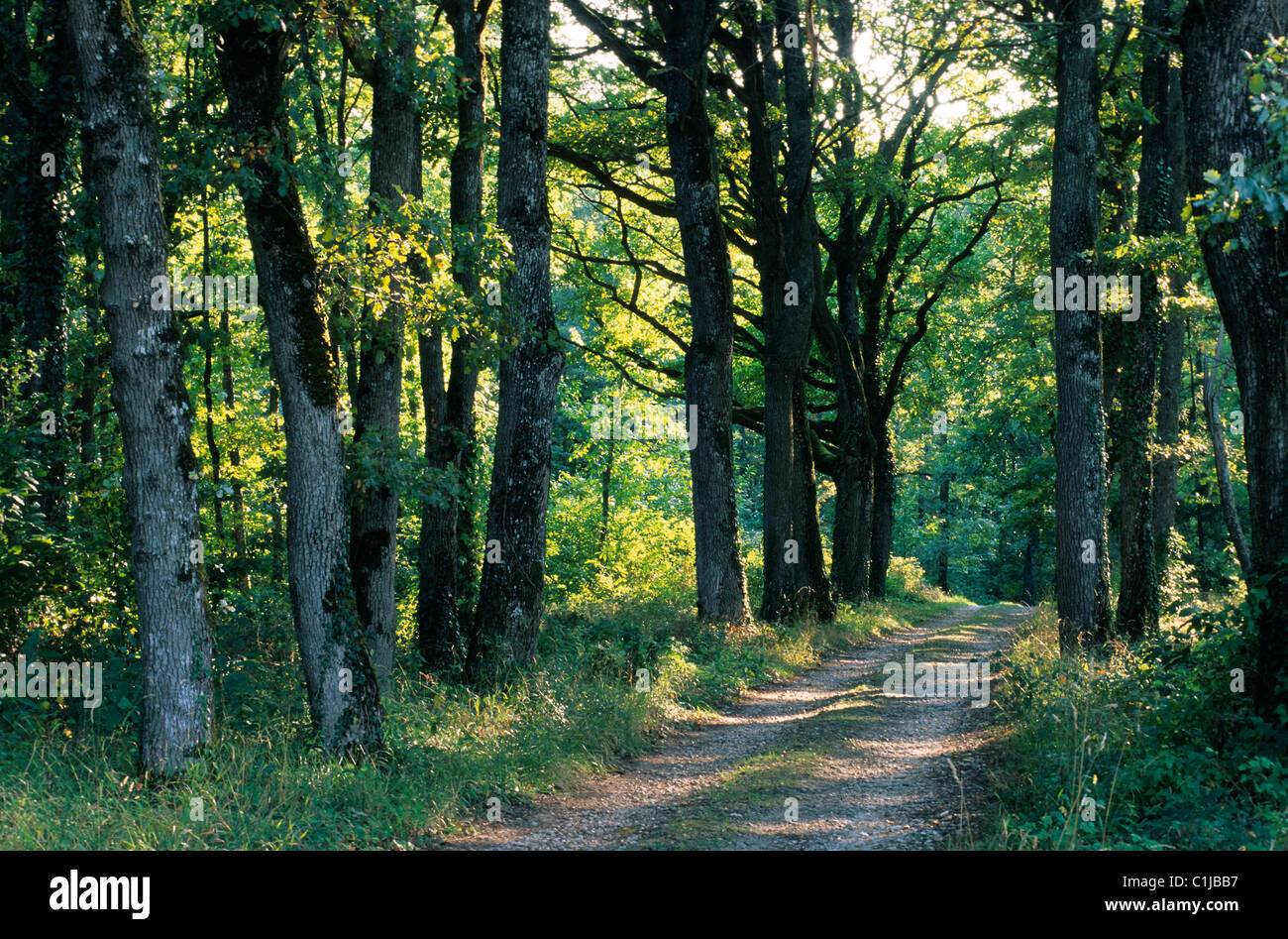 France, Indre et Loire, Touraine region, underwood between Tours and ...