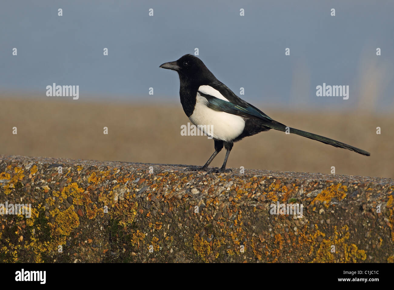 Magpies hi-res stock photography and images - Alamy