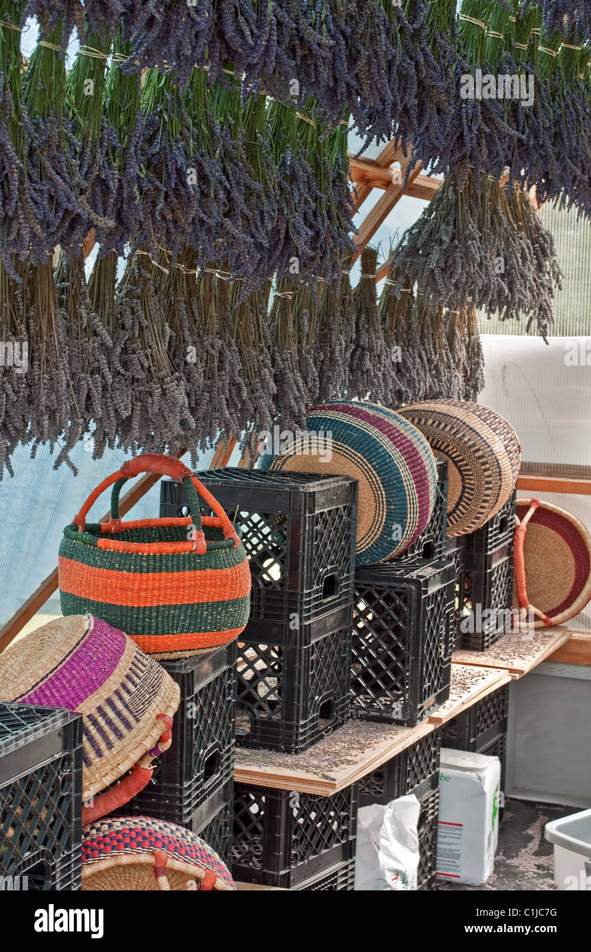 Drying lavender hi-res stock photography and images - Alamy