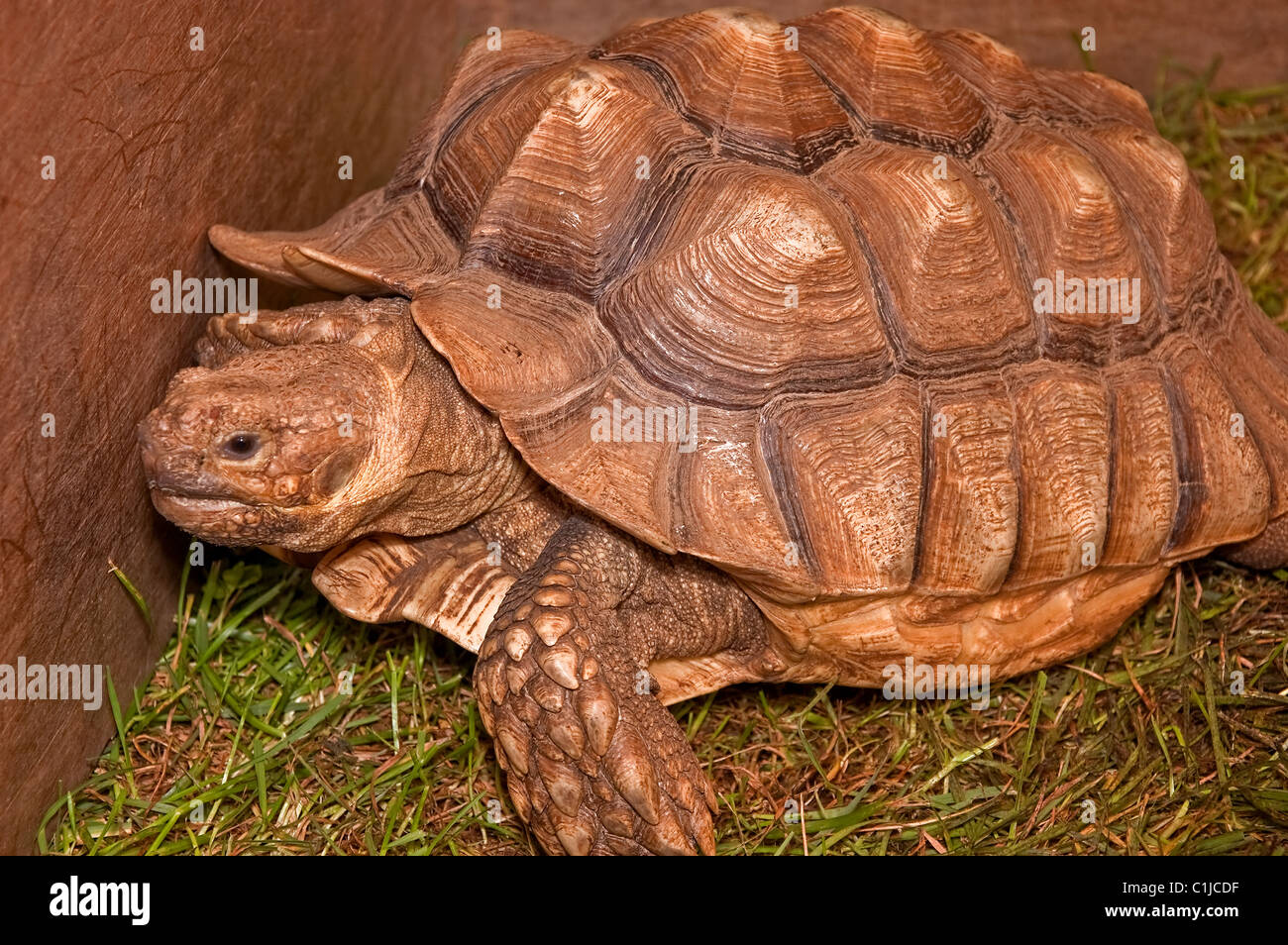 This stock image is a very large tortoise inside a box, sitting on ...