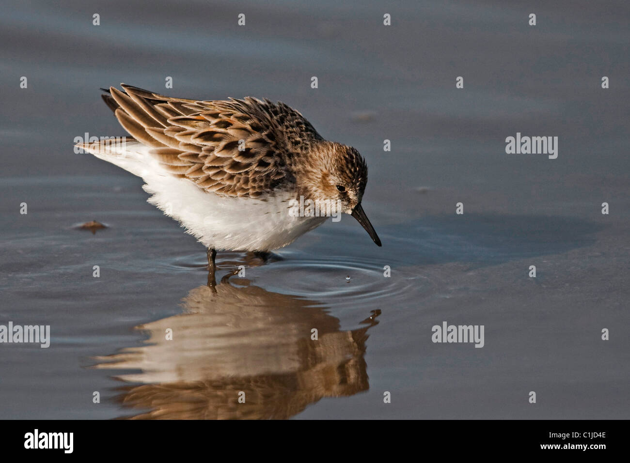 Semi Palmated Sandpiper in water Stock Photo - Alamy