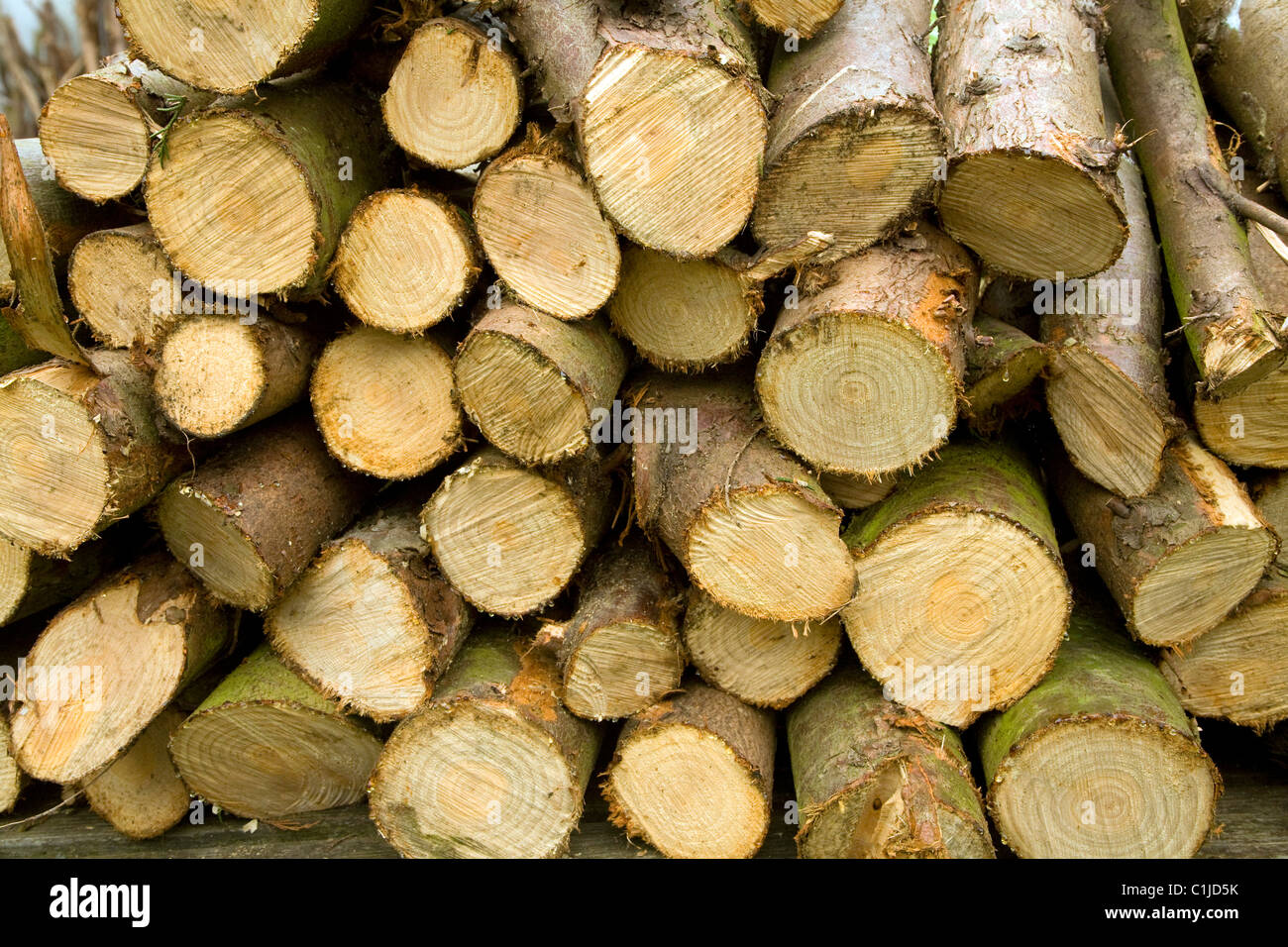 Close up stacked pine logs Stock Photo - Alamy