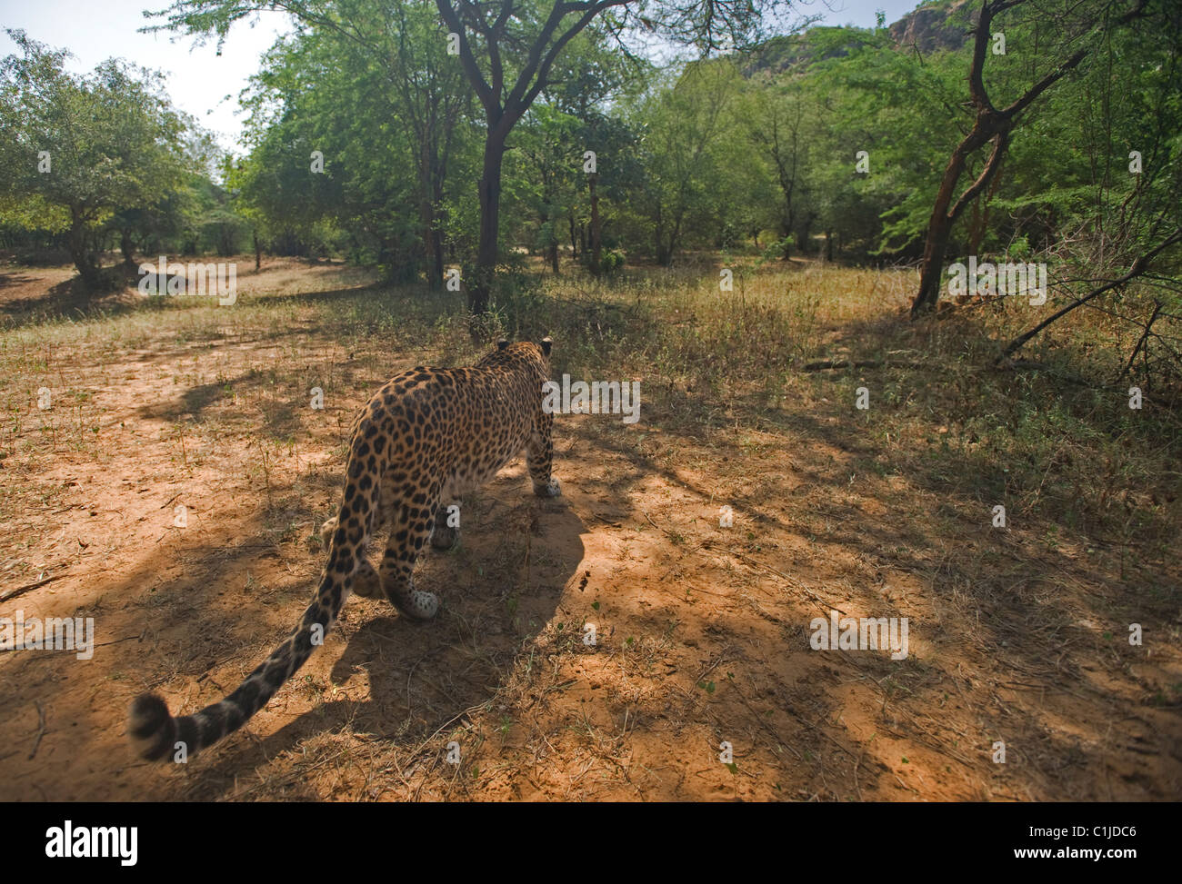 Common Leopard Panthera pardus india Stock Photo - Alamy