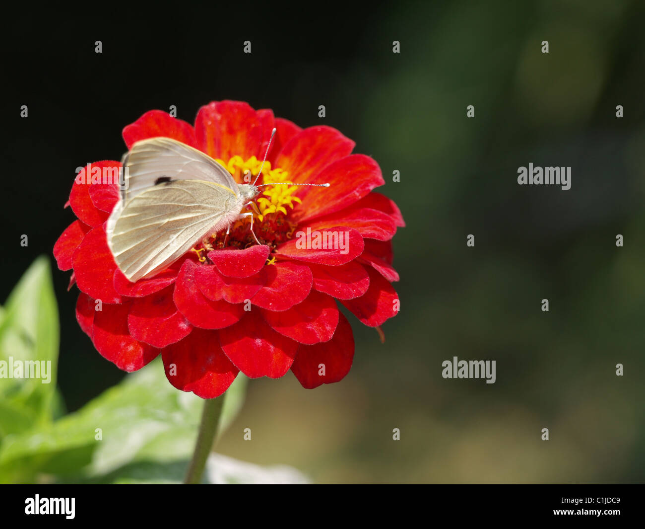Petalouda hi-res stock photography and images - Alamy