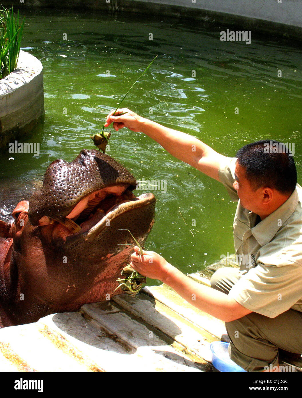 Hippo party food A zookeeper in Jinan City, China feeds a resident ...