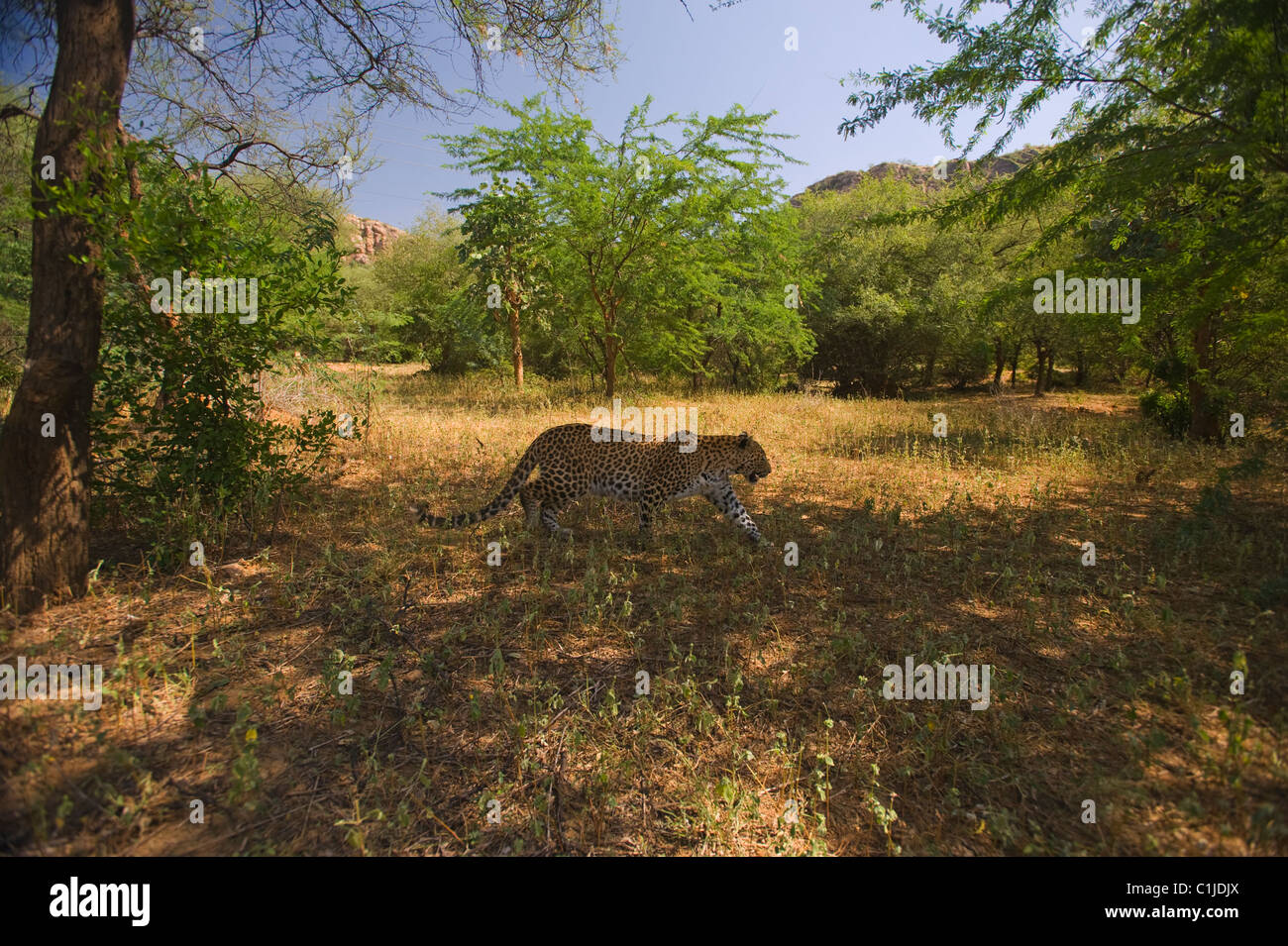 Common Leopard Panthera pardus india Stock Photo - Alamy