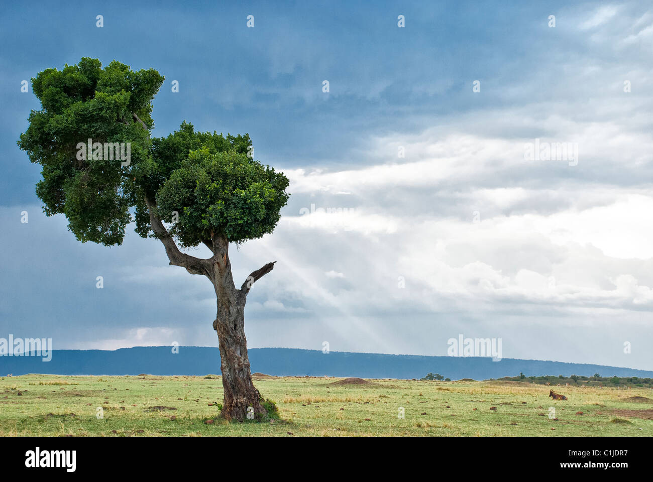 Figtree hi-res stock photography and images - Alamy