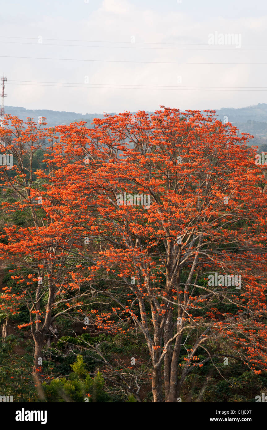 The rainforest ,Costa Rica, Magical trees and Flowers of Costa Rica ...