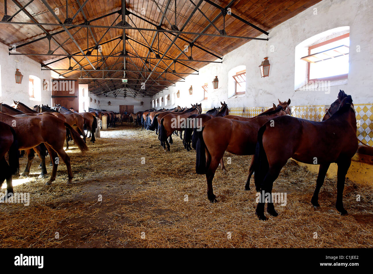 Portugal, Alentejo region, Alter do Chao, The royal stud farm breeding ...