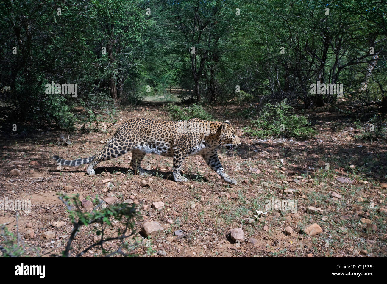 Common Leopard Panthera pardus india Stock Photo - Alamy