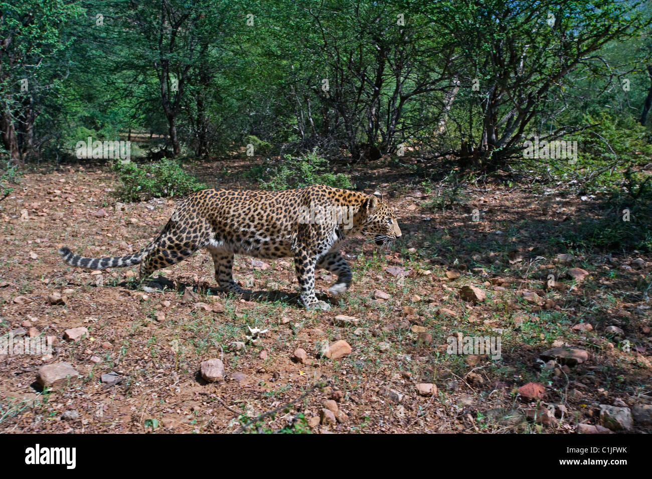 Common Leopard Panthera pardus india Stock Photo - Alamy