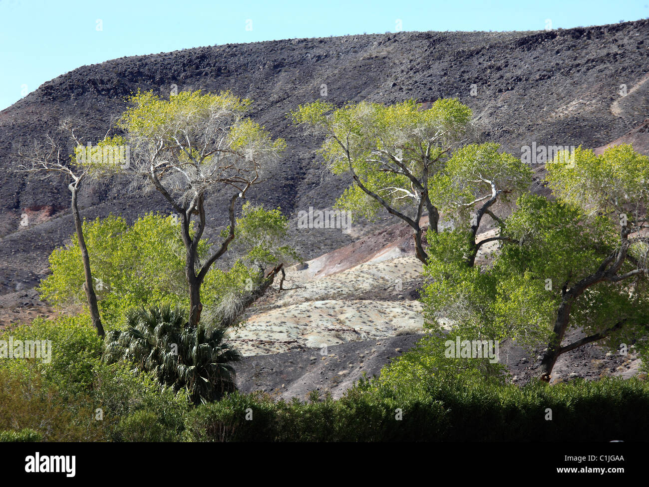 USA, California, Death Valley, National Park, oasis, trees Stock Photo ...