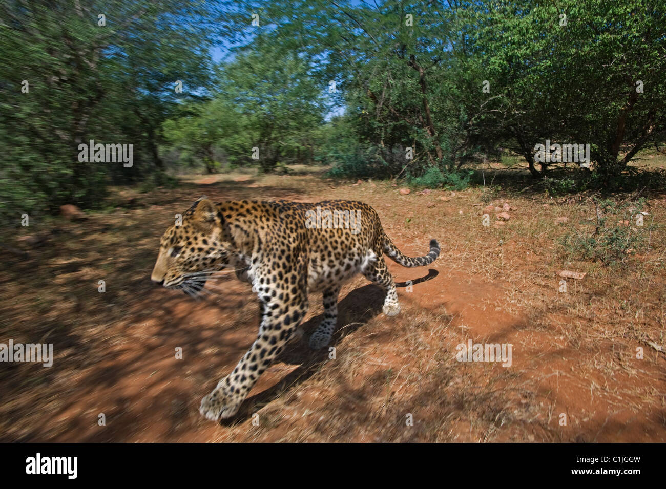 Common Leopard Panthera pardus india Stock Photo - Alamy