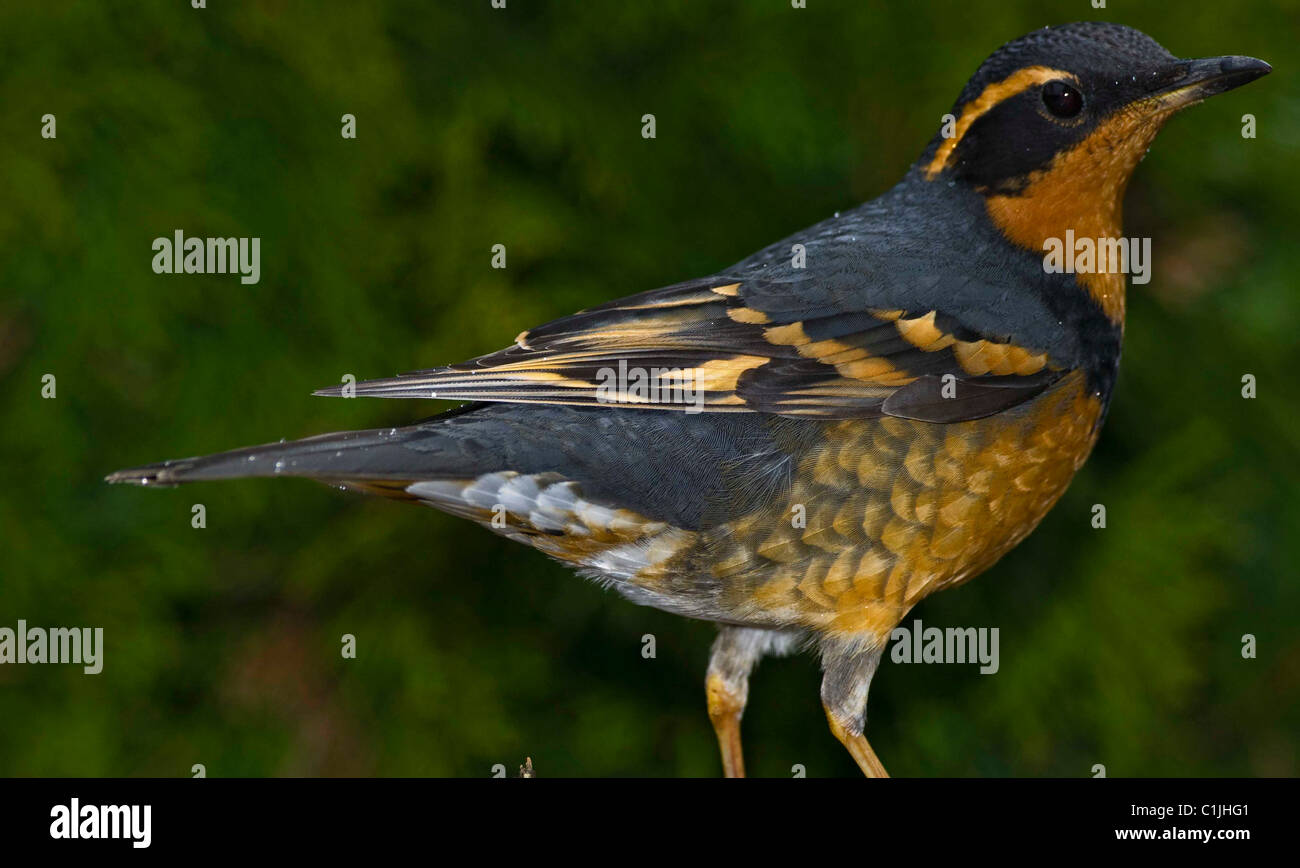 Varied thrush hi-res stock photography and images - Alamy