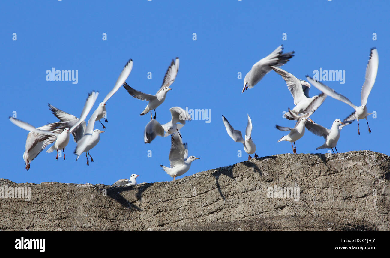Seagull group hi-res stock photography and images - Alamy