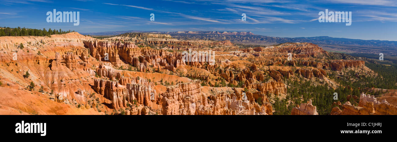 Sandstone Hoodoos and Douglas fir trees in Bryce Canyon Amphitheatre ...