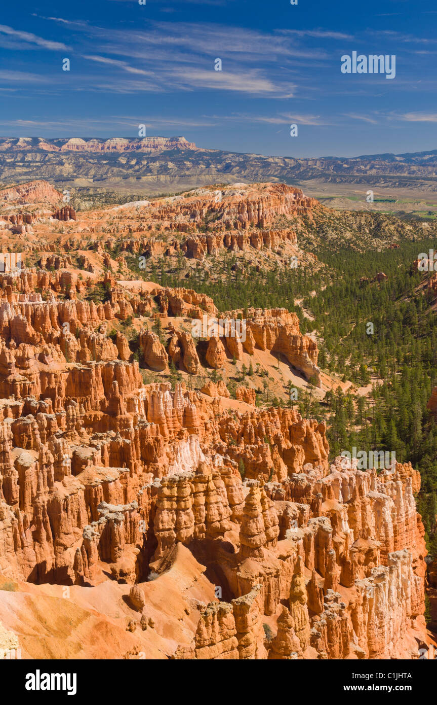Sandstone Hoodoos and Douglas fir trees in Bryce Canyon Amphitheatre ...