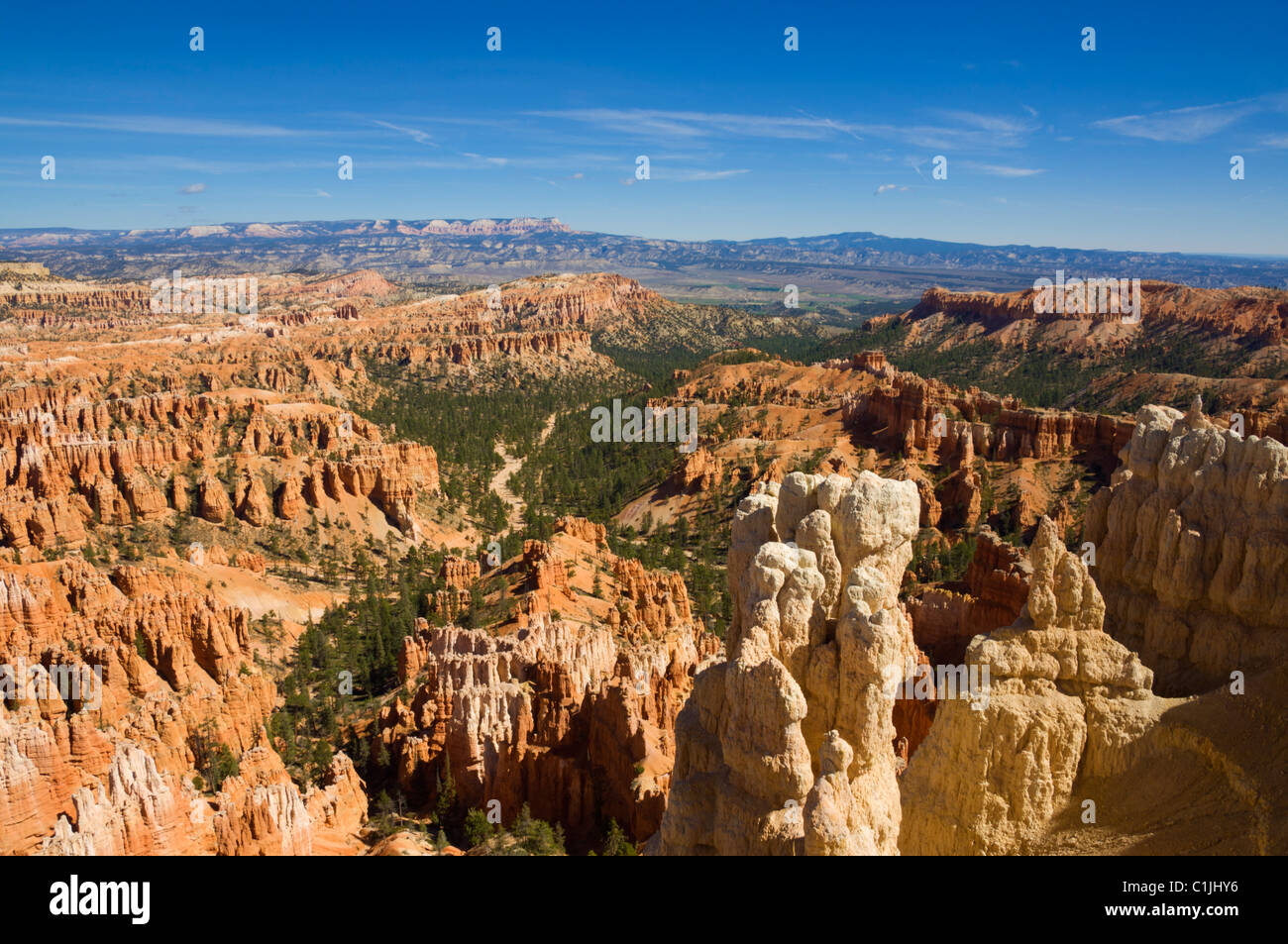Sandstone Hoodoos and Douglas fir trees in Bryce Canyon Amphitheatre ...