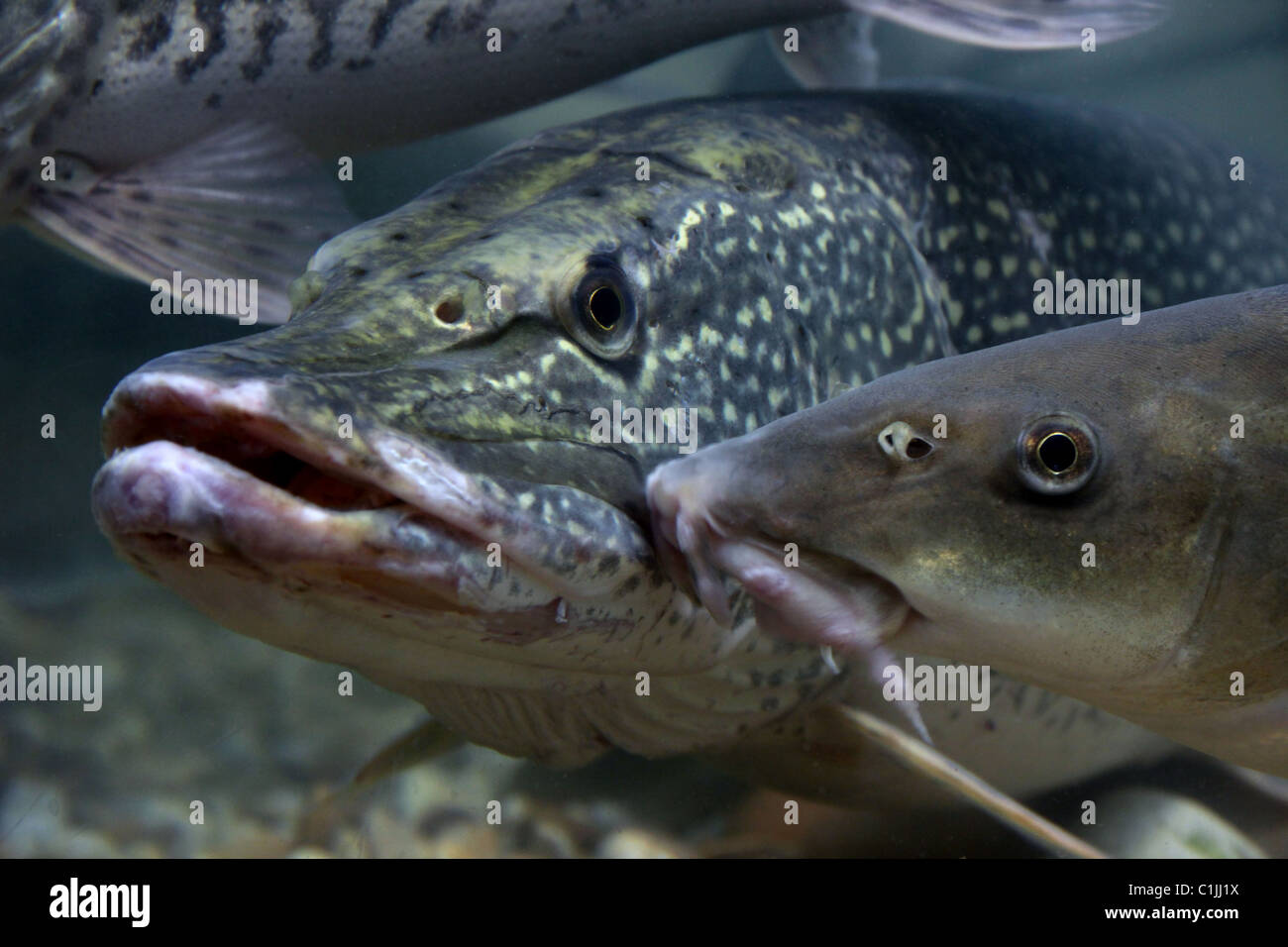 Pickerel fish hi-res stock photography and images - Alamy