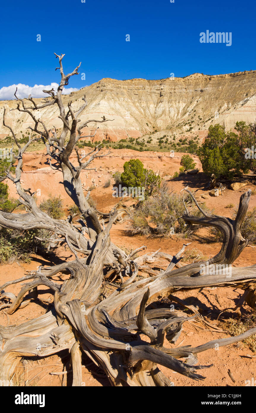 Twisted dead tree trunk and root Kodachrome basin State Park Grand ...