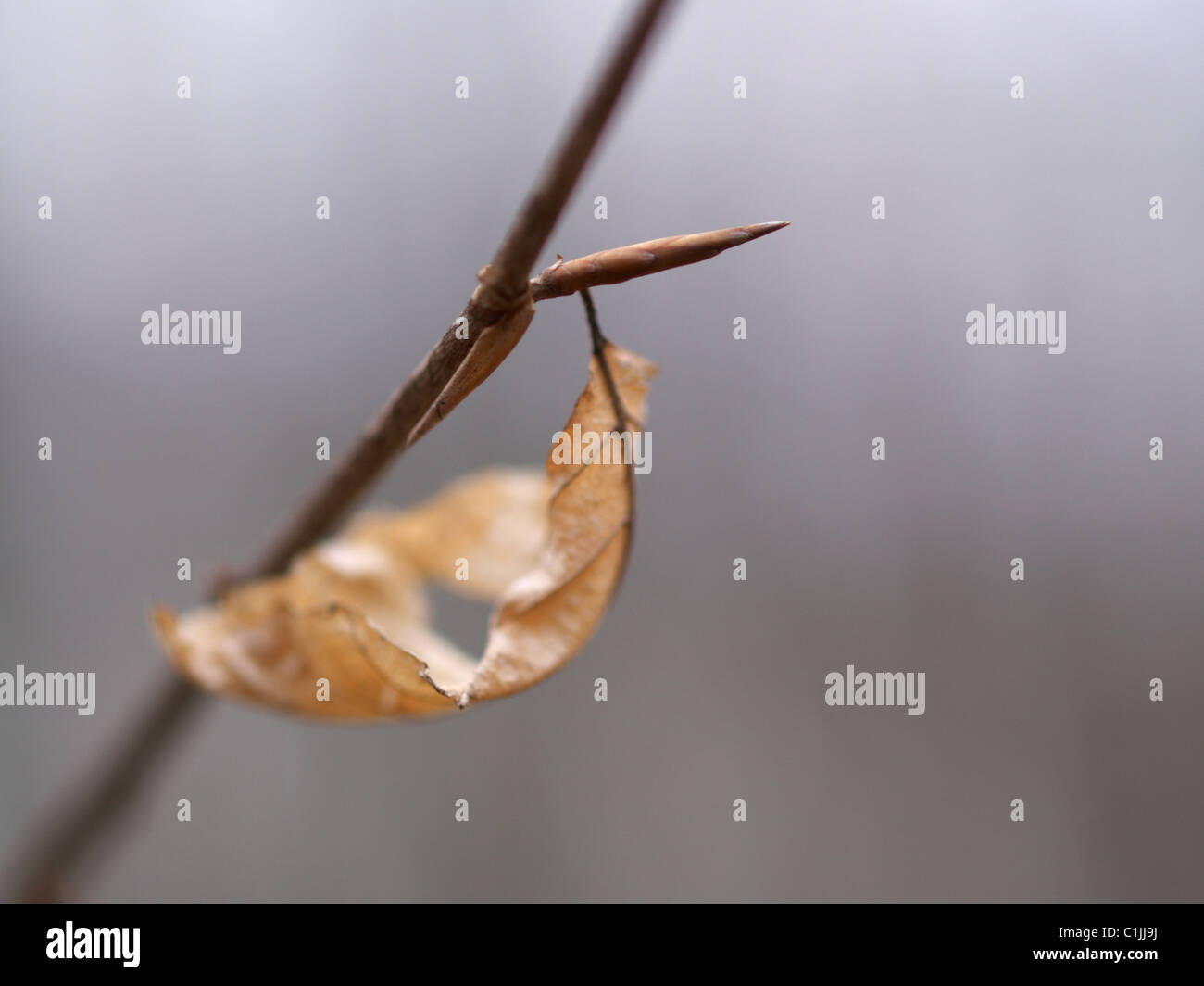 Leaf on a branch Stock Photo - Alamy