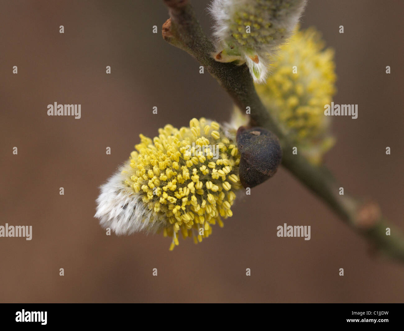Flowering willow Salix Stock Photo - Alamy