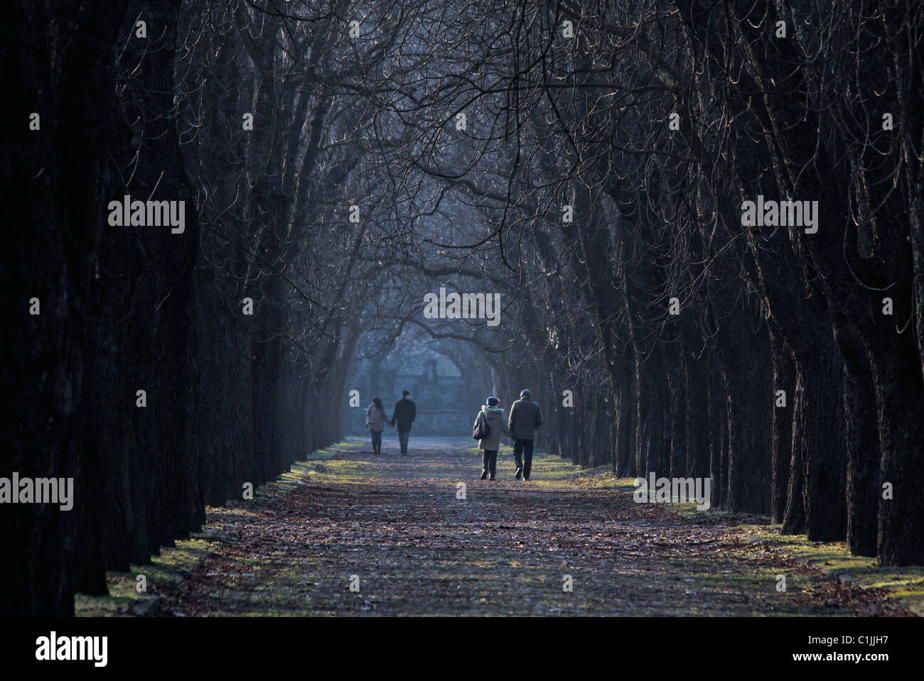 Perspective tree lined walkway hi-res stock photography and images - Alamy