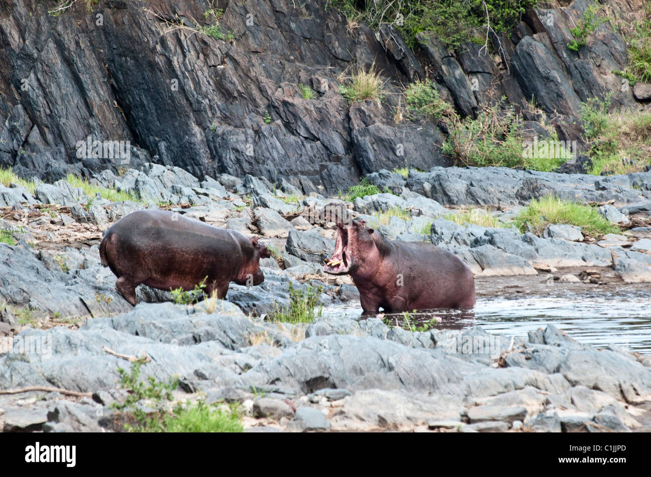Tanzanian national animal hi-res stock photography and images - Alamy