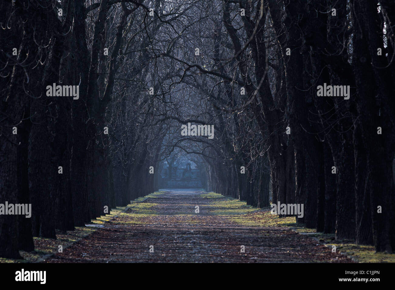Perspective tree lined walkway hi-res stock photography and images - Alamy