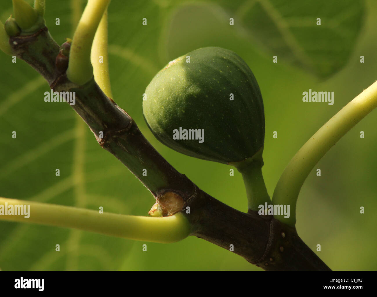 Fig fruit ripening hi-res stock photography and images - Alamy