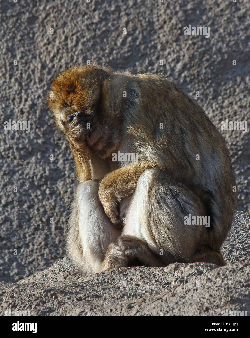 The monkey is tired, sad Stock Photo - Alamy