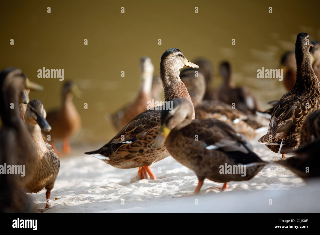Duck pato patos ducks hi-res stock photography and images - Alamy