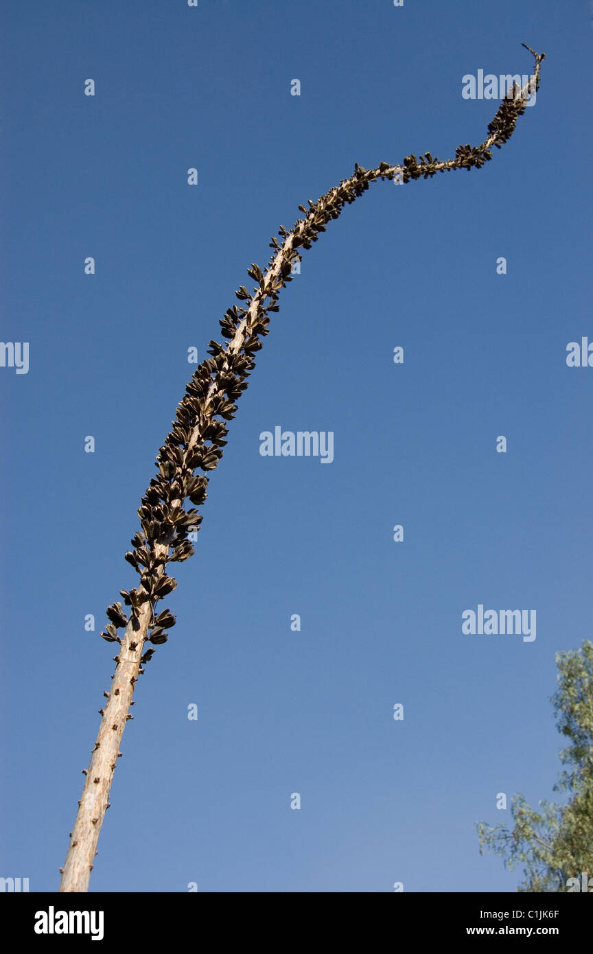 Agave fruits full of seeds Stock Photo - Alamy